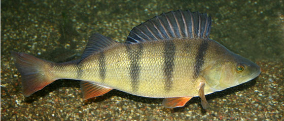 Aborre - Fiskepleje.dk