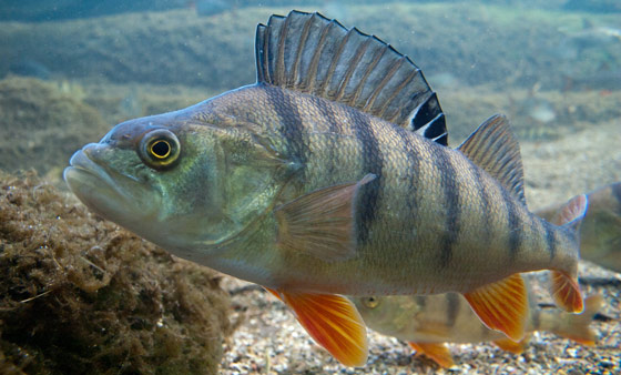 Aborrens alder og størrelse - Fiskepleje.dk