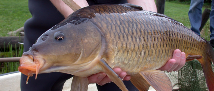 Karpens føde og adfærd - Fiskepleje.dk