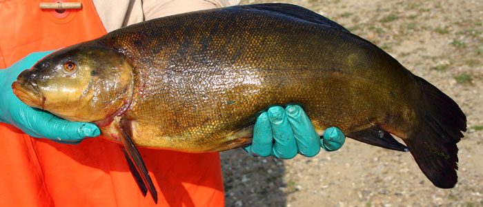 Suder - Fiskepleje.dk