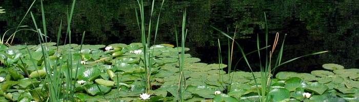 Vandplanter - Fiskepleje.dk