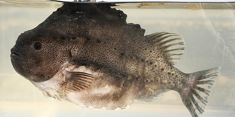 Stenbider - Fiskepleje.dk