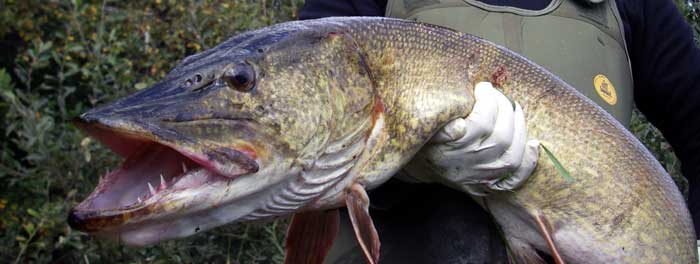Geddens alder og vækst - Fiskepleje.dk