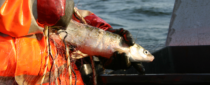 Garnfiskeriet efter helt – fangst og bifangst - Fiskepleje.dk
