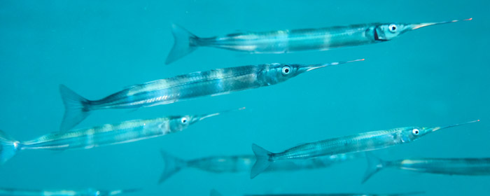 Hornfisk - Fiskepleje.dk