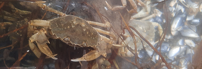 Krabber - Fiskepleje.dk