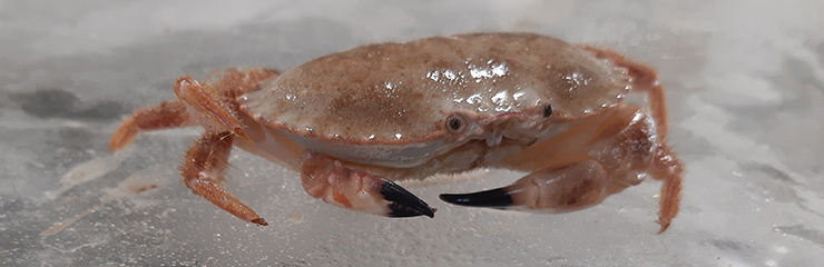 Taskekrabbe - Fiskepleje.dk