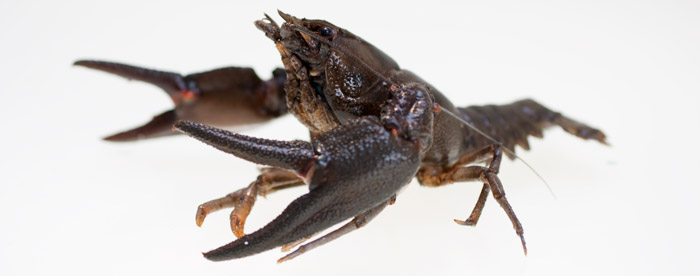 Krebsepest - Fiskepleje.dk