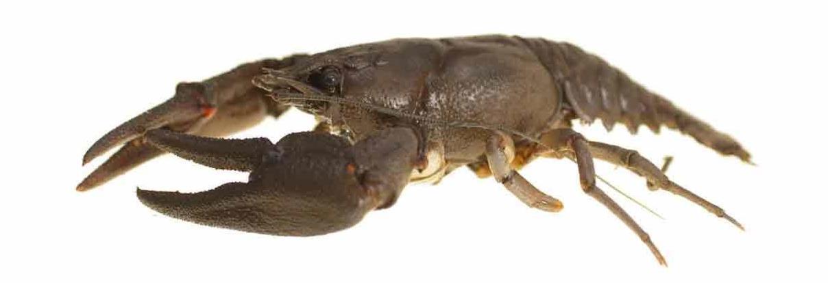 Flodkrebs - Fiskepleje.dk