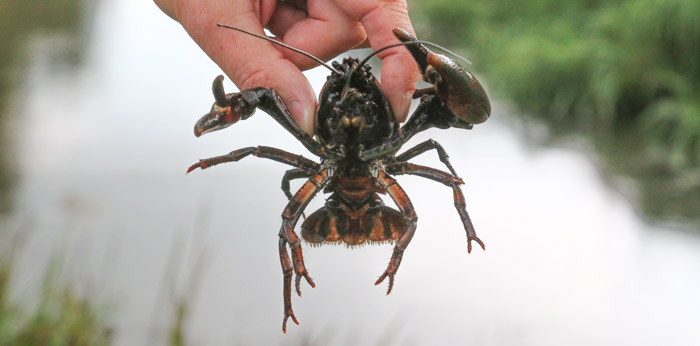 Spredning af krebsepest og hvordan det undgås - Fiskepleje.dk