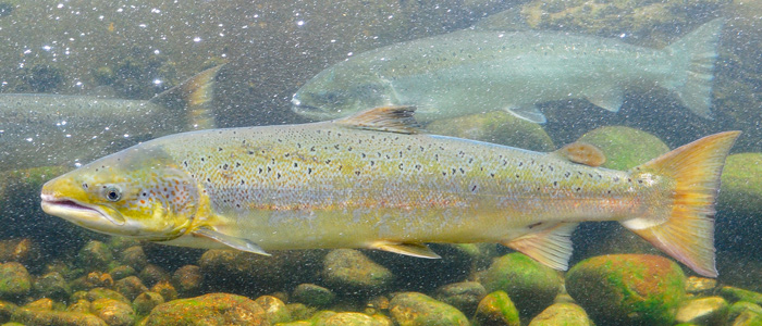 Forvaltning af laksebestandene - Fiskepleje.dk