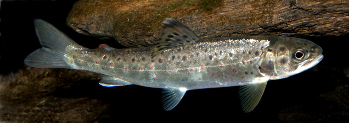 Følg den naturlige udvandring af ørred- og laksesmolt fra danske ...