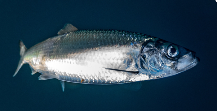 Sild - Fiskepleje.dk