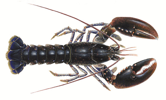 Sort hummer - Fiskepleje.dk