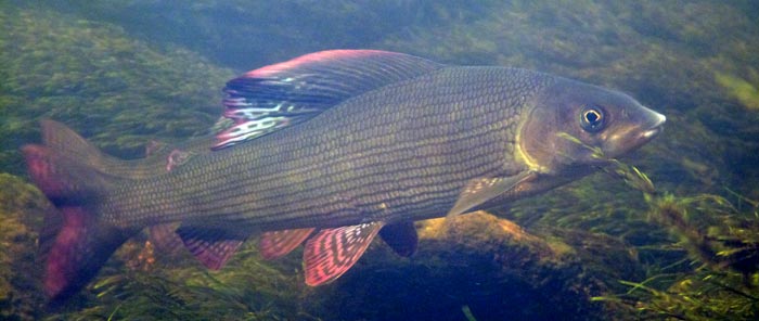 Stalling - Fiskepleje.dk