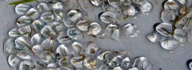 Gopler - og ikke fiskelarver - Fiskepleje.dk