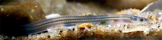 Ål i Sargassohavet - Fiskepleje.dk