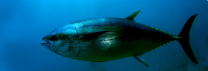 Blåfinnet tun - Fiskepleje.dk