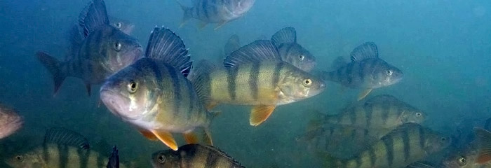 Brakvandsaborrer er tilpasset livet i brakvand - Fiskepleje.dk