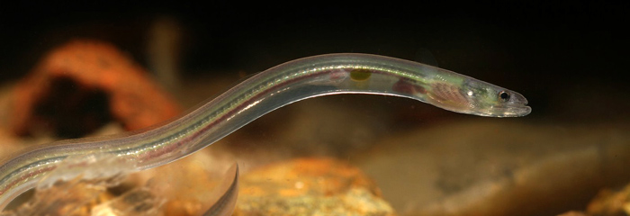 Bestanden af europæiske ål er fortsat kritisk lav, men der er tegn på ...