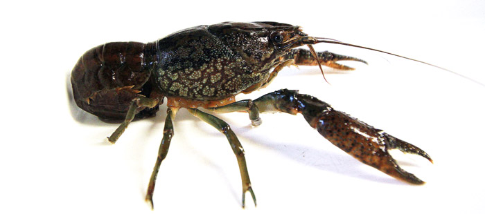 Marmorkrebs - ny invasiv art i den danske natur - Fiskepleje.dk