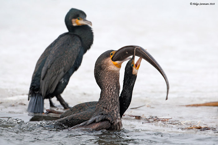 Nordisk samarbejde vigtigt for bedre fælles forvaltning af skarv ...
