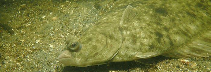 Fiskene er skrubbet af i de østjyske fjorde - Fiskepleje.dk