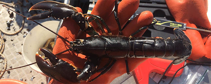 Anbefalinger for et bæredygtigt fiskeri af sort hummer i Limfjorden ...