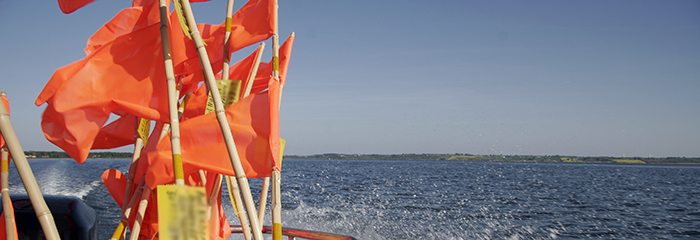 DTU Aqua efterlyser fritidsfiskere, som vil hjælpe med at indsamle ...