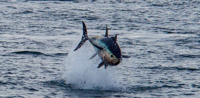 Den blåfinnede tun er tilbage - Fiskepleje.dk