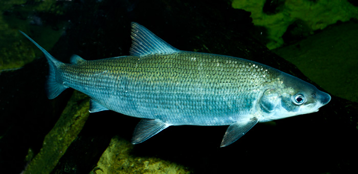 Den sjældne, danske fisk med den markante snude er en gammel, ganske ...
