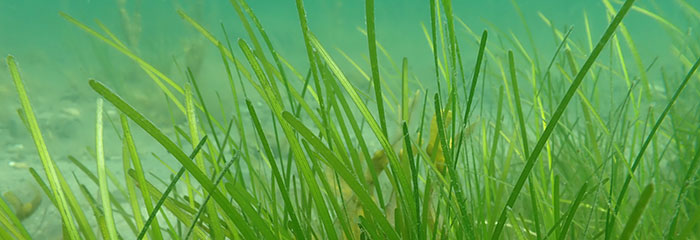 Flere små torsk i ålegræs end på sandbund - Fiskepleje.dk