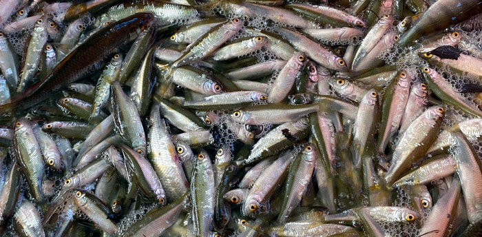 Nye tal for erhvervsmæssig fangst af ferskvandsfisk i Danmark ...