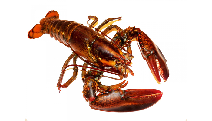 Sort hummer - regler for fiskeri - Fiskepleje.dk