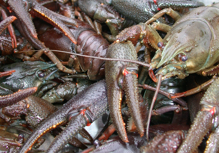 Fiskemetoder efter krebs - Fiskepleje.dk